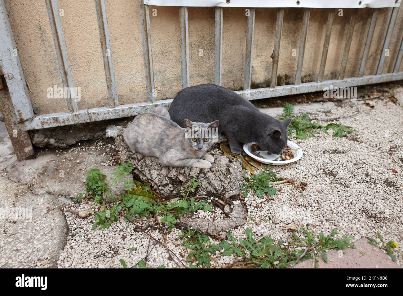 Two stray cats eating hi-res stock photography and images - Alamy