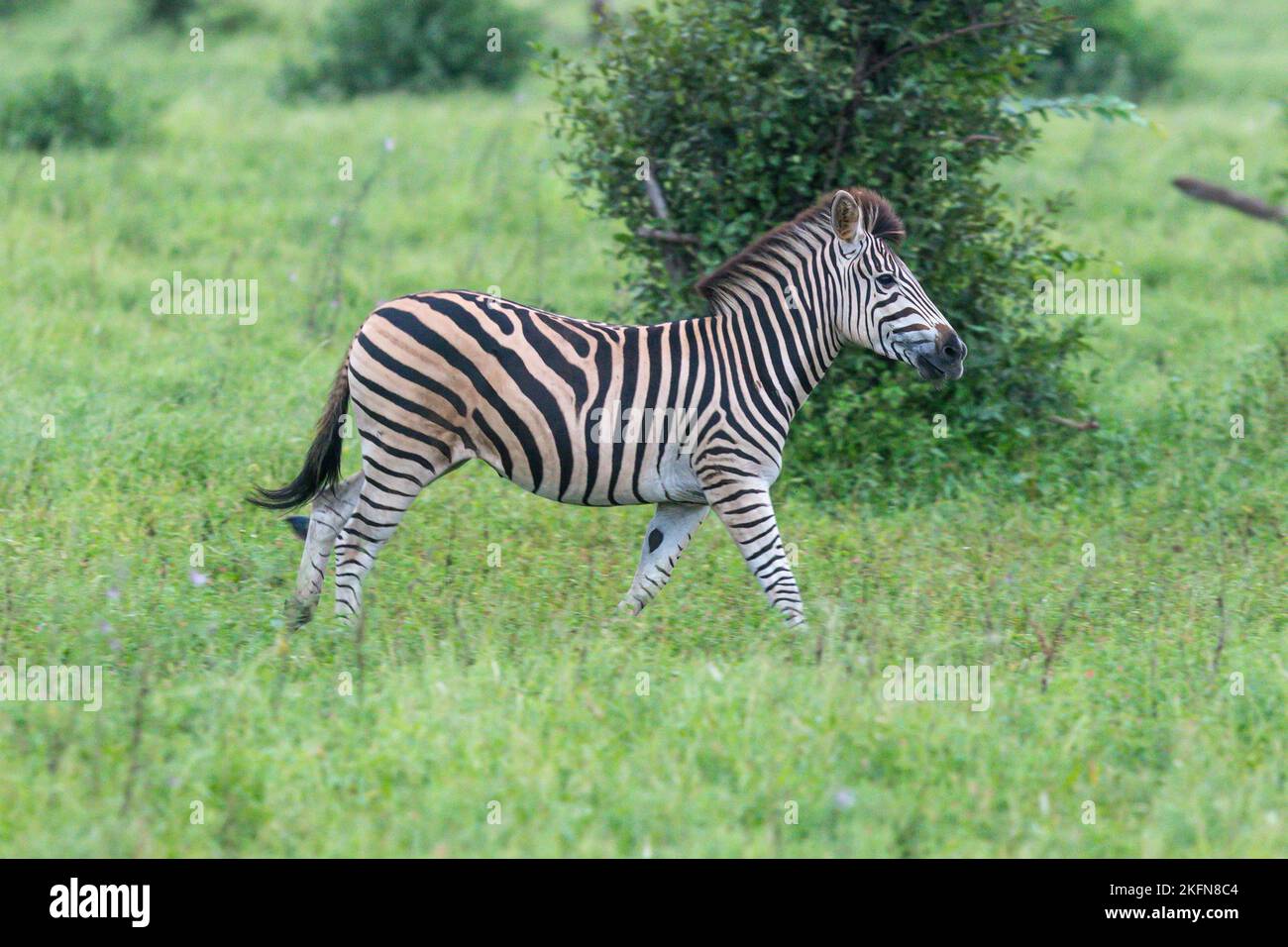 Plains zebra (Equus quagga) in Kruger National Park, South Africa Stock ...