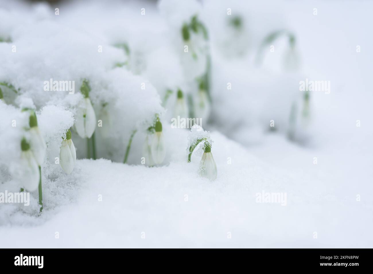 Snowdrops in deep snow. Latin name Leucojum vernum Stock Photo - Alamy