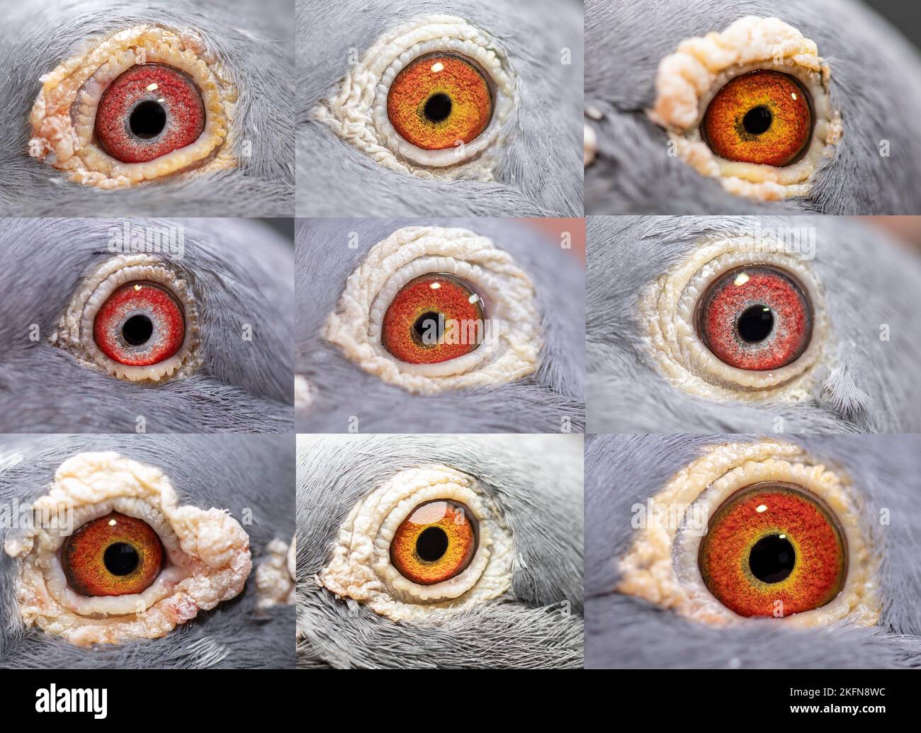 Pigeon eyes hi-res stock photography and images - Alamy