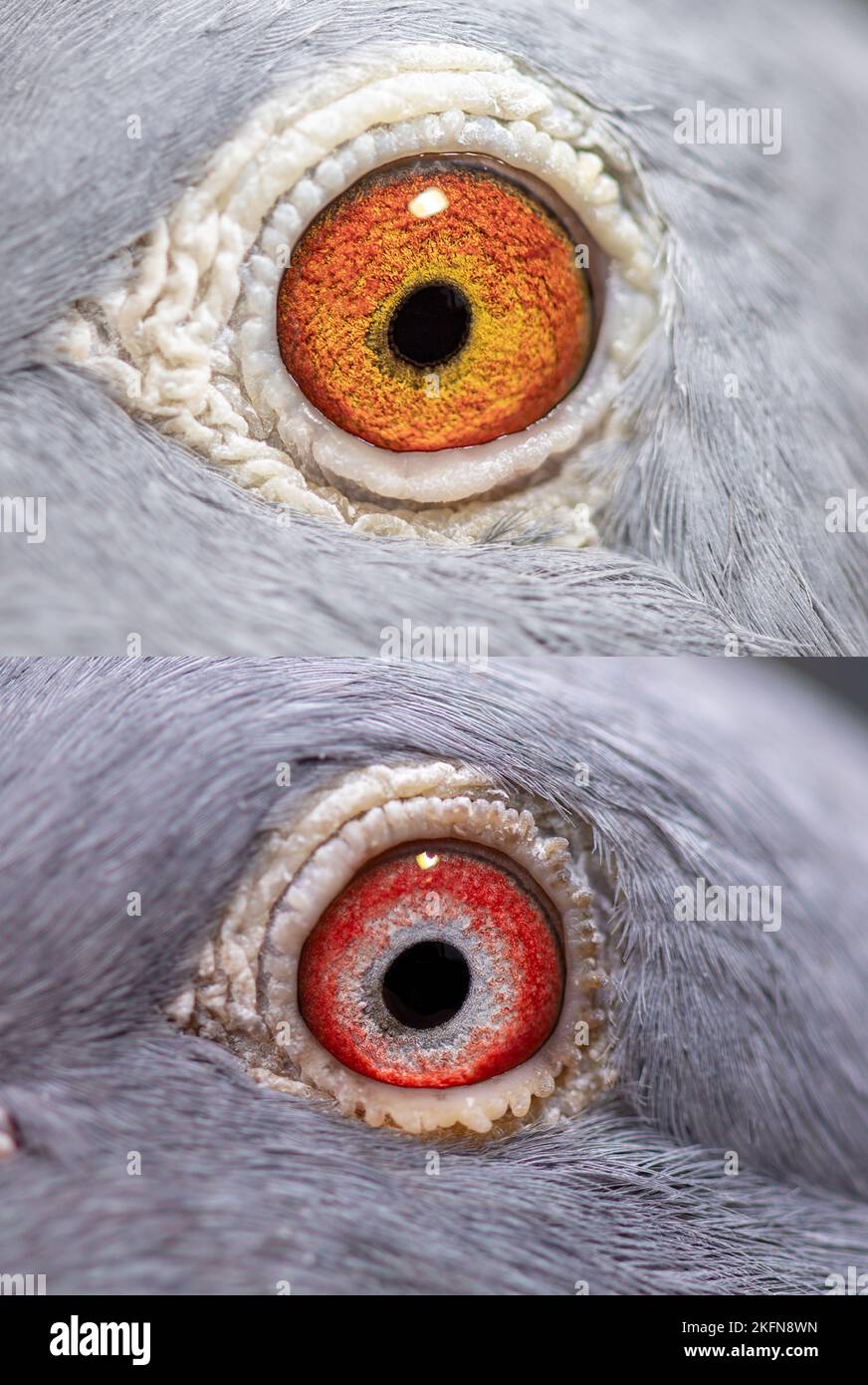 Pigeon eye detail hi-res stock photography and images - Alamy