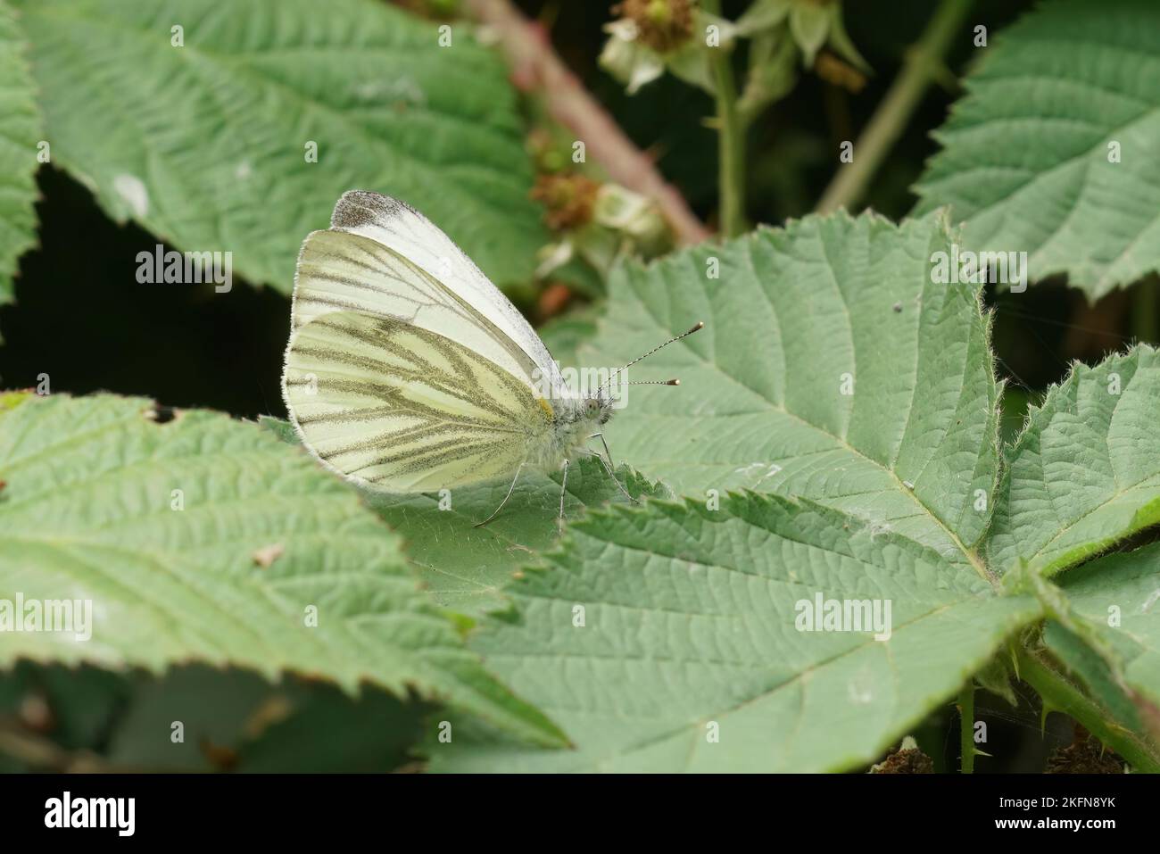 Closeup on fresh emerged Green-veined White, Pieris napi, sitting with ...