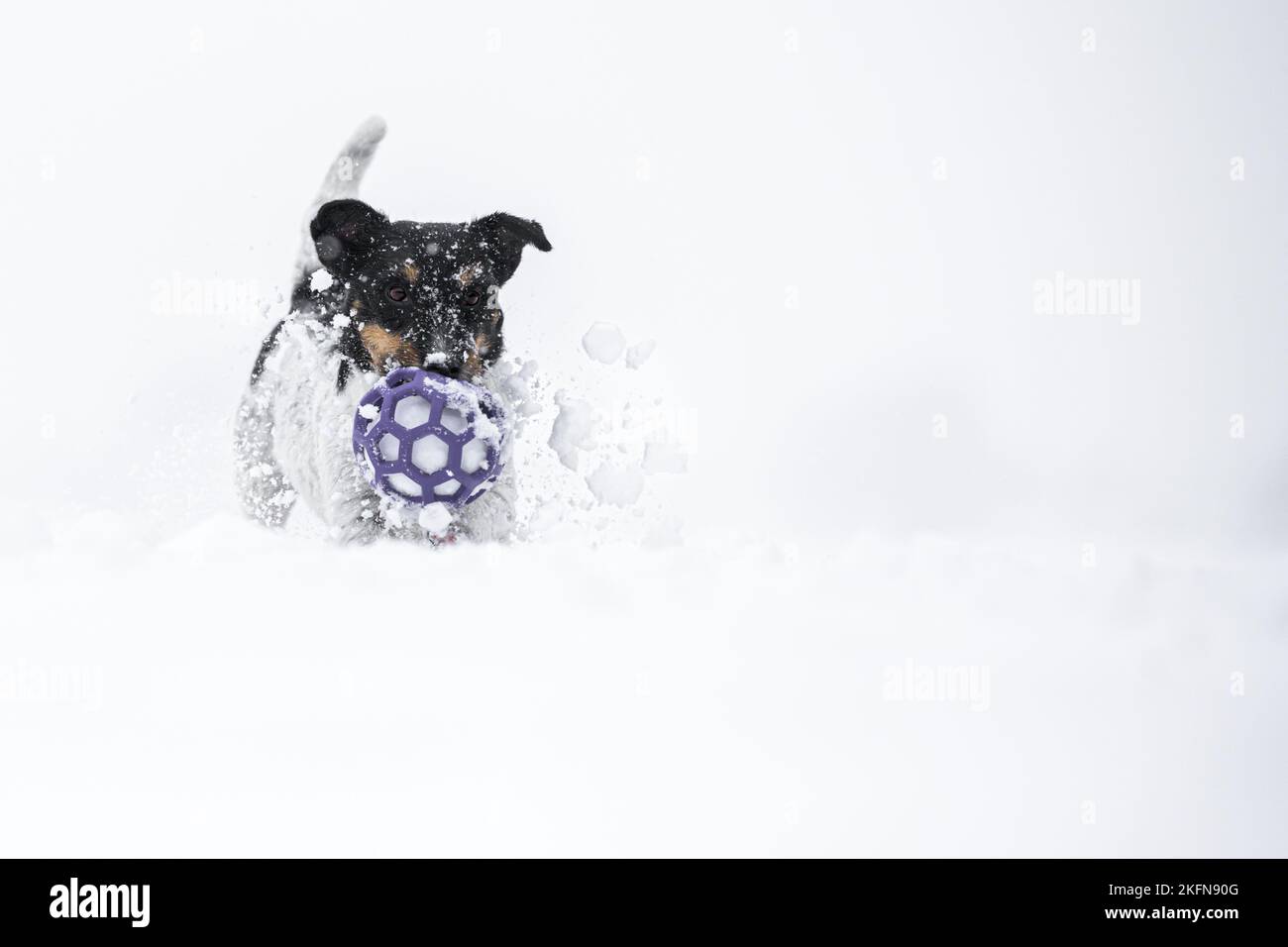 A cute small dog runs fast over a meadow in the snowy winter playing ...