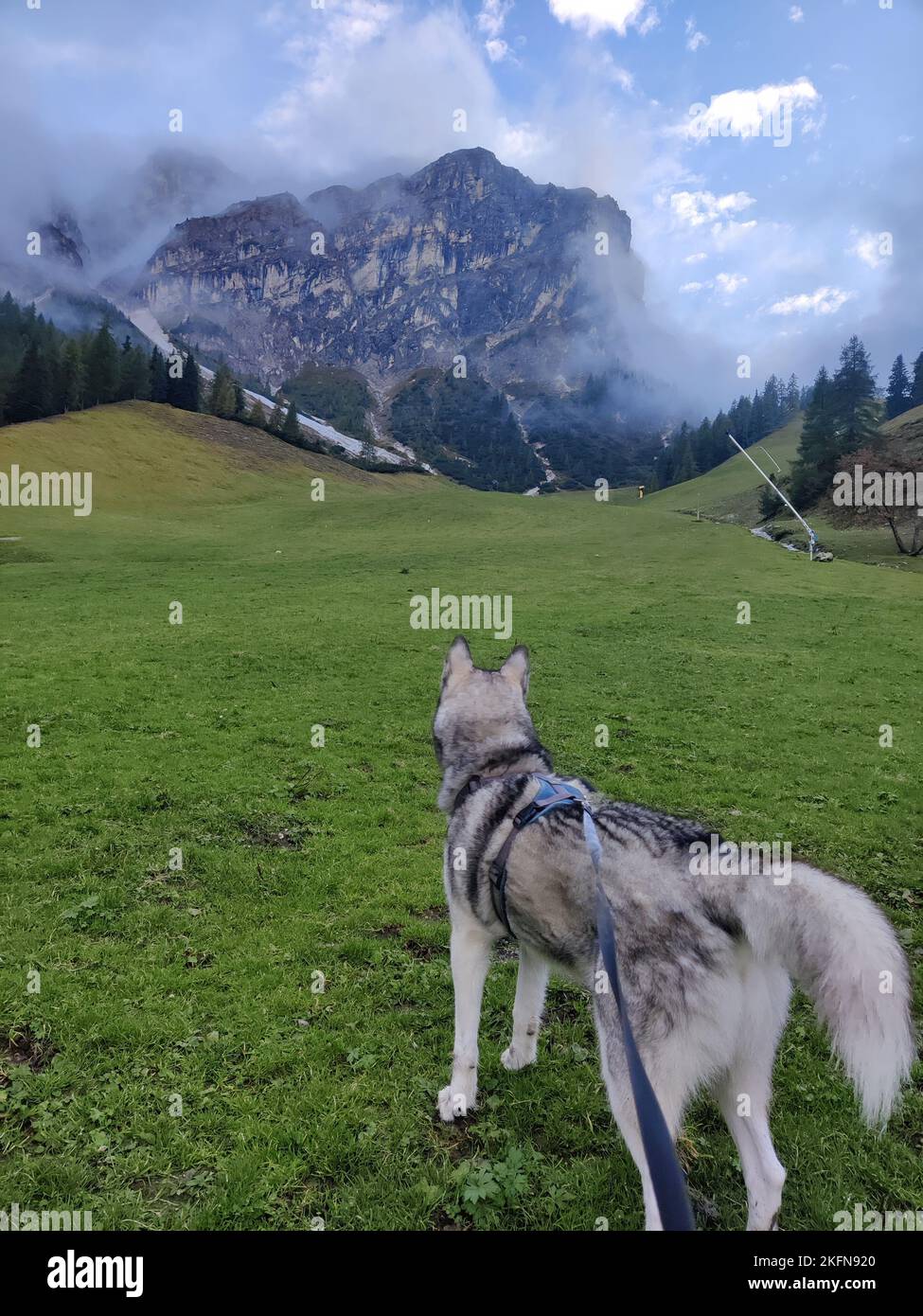 A back view of Husky standing in front of mountains Stock Photo - Alamy