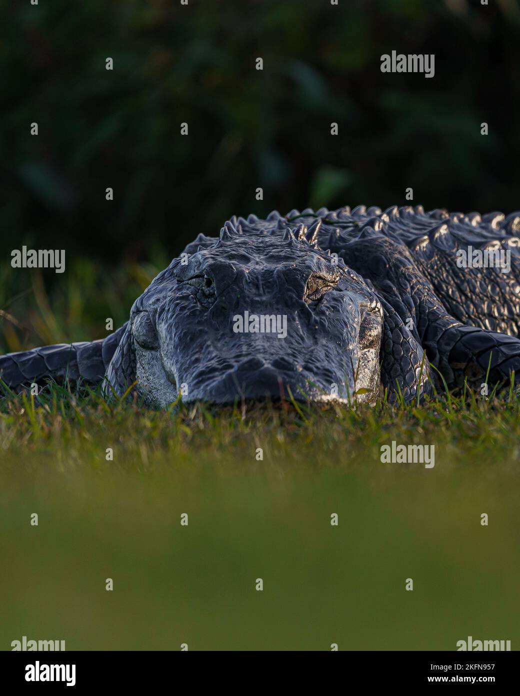 An American alligator on grassland Stock Photo - Alamy