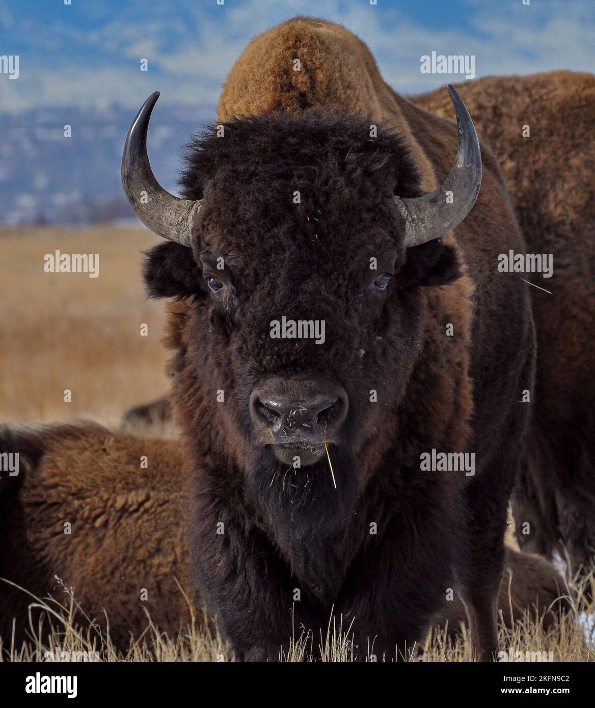 An American bison standing and looking at camera Stock Photo - Alamy