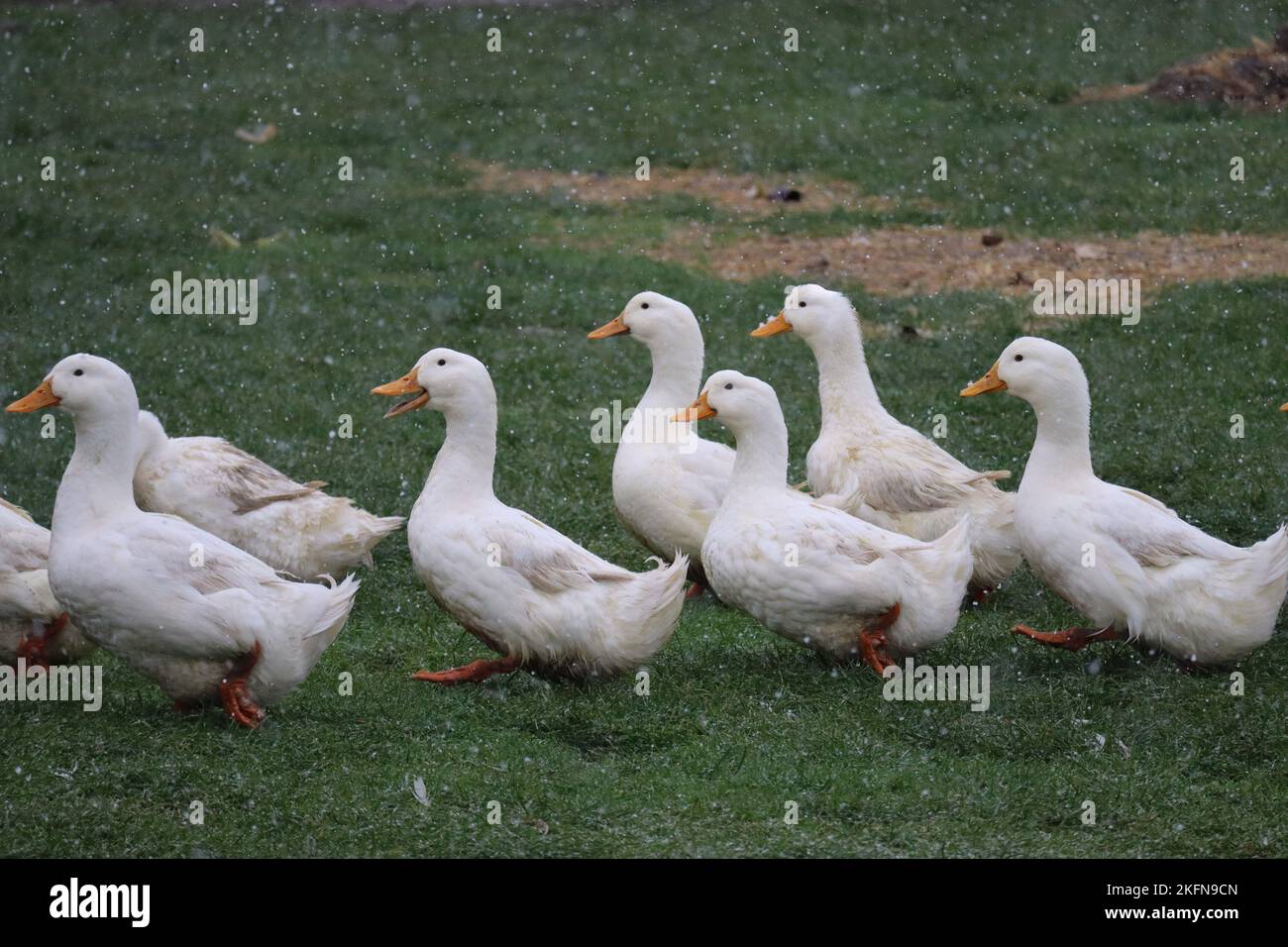 Sing with snow hi-res stock photography and images - Alamy