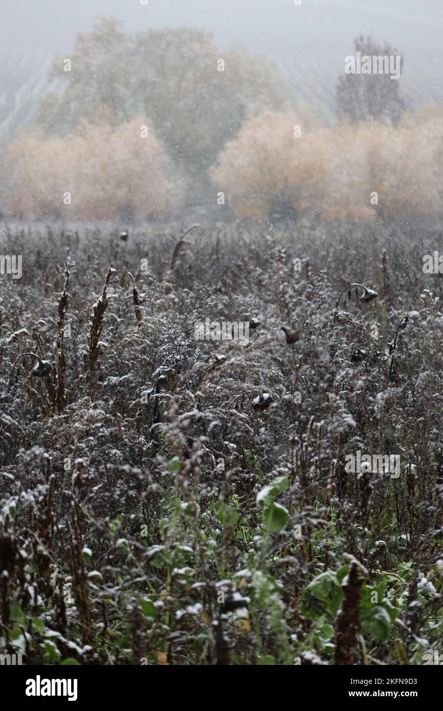 Snowed vineyard hi-res stock photography and images - Alamy