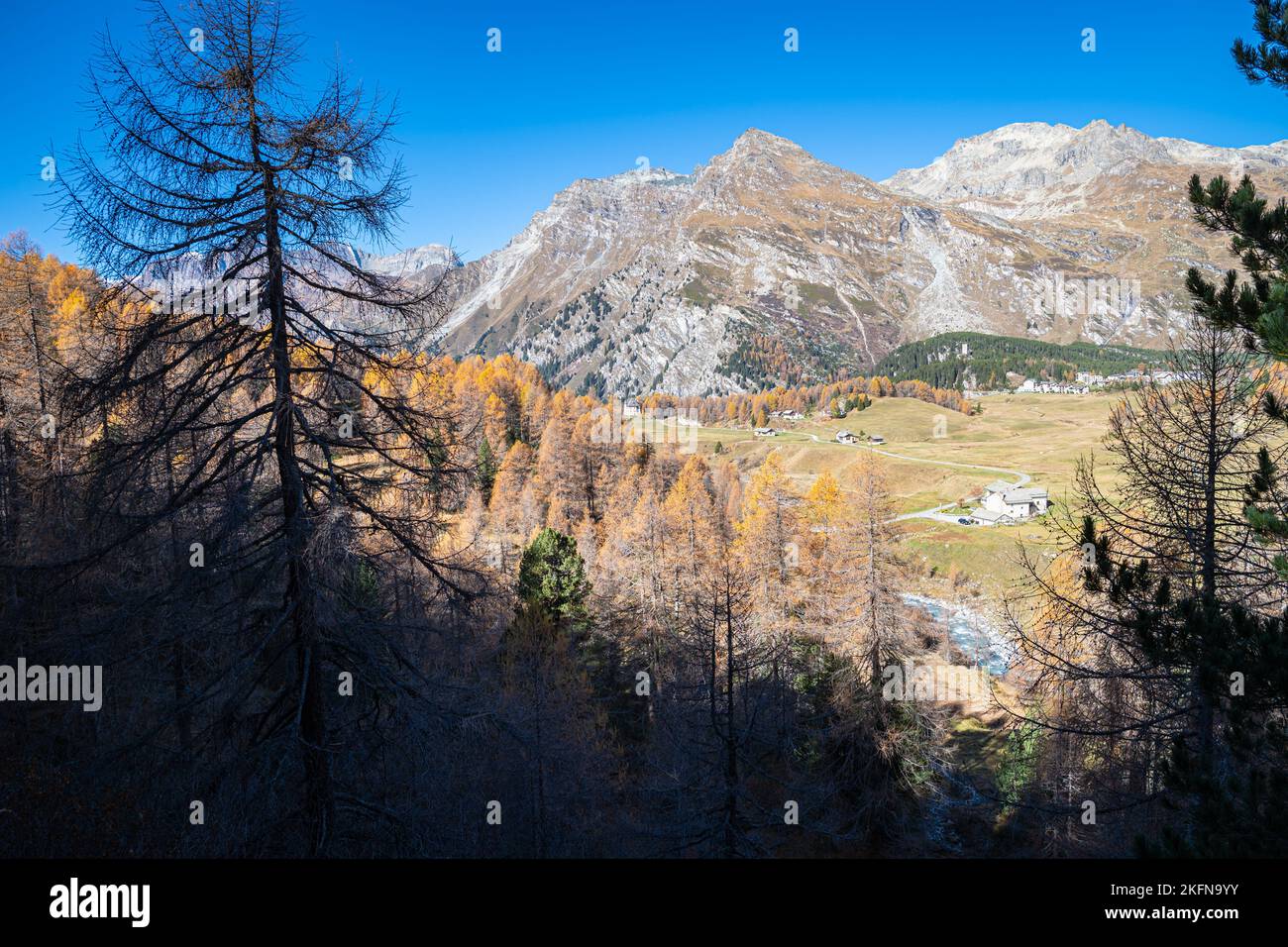 Single larch tree with autumn colors on a mountain slope near La Punt ...