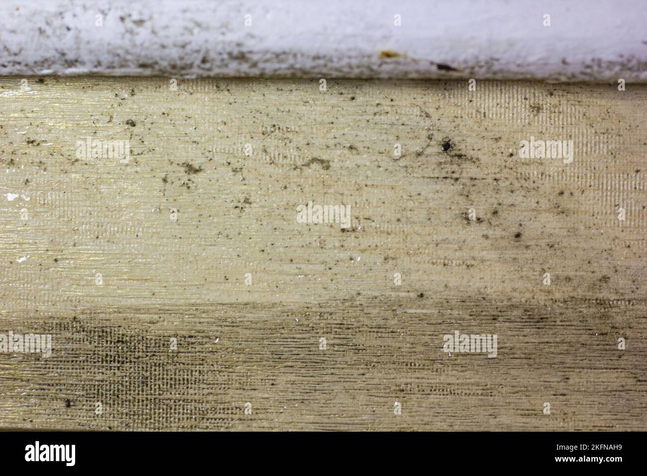 Fungus in the apartment on the plinth, wallpaper, wall Stock Photo - Alamy
