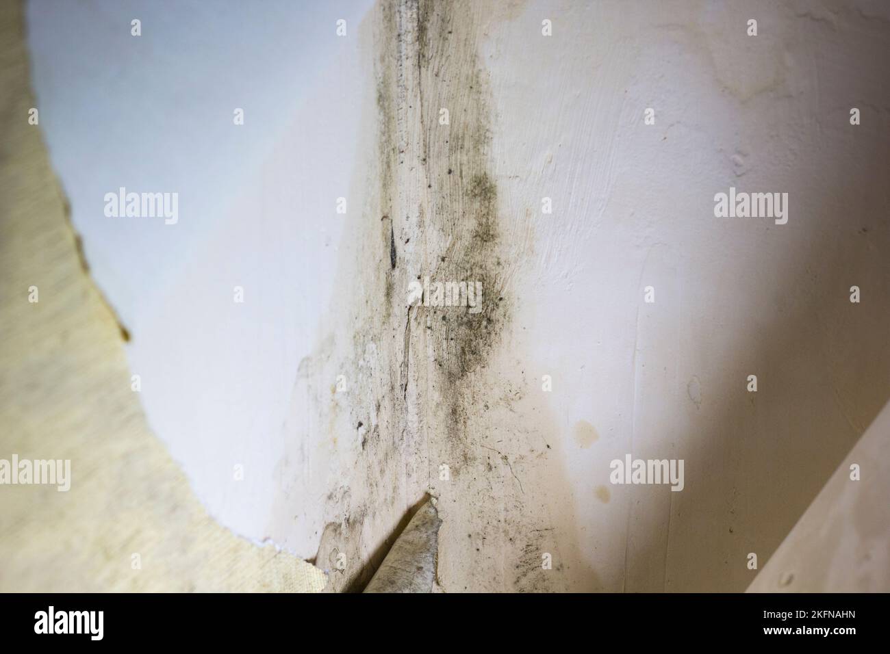 Fungus on the corner of the walls in the apartment close-up Stock Photo ...