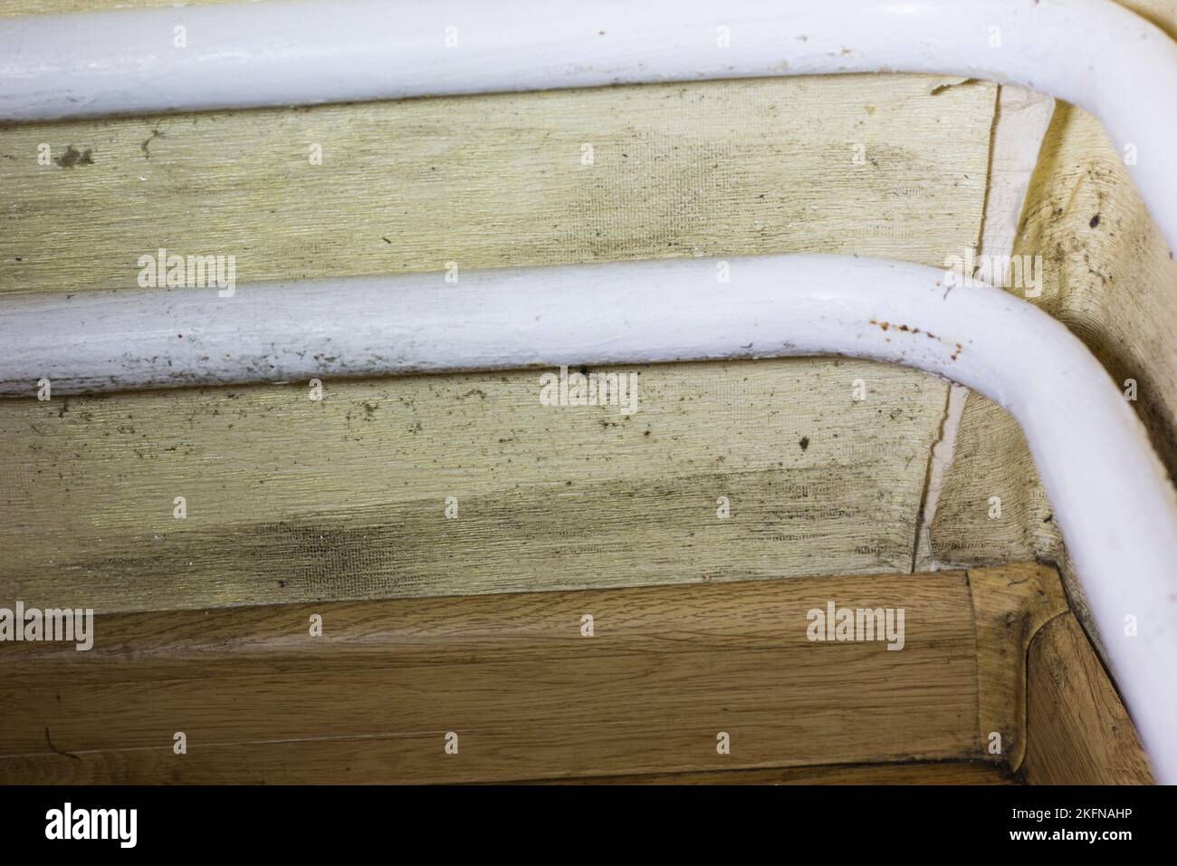 Fungus in the apartment on the plinth, wallpaper, wall Stock Photo - Alamy