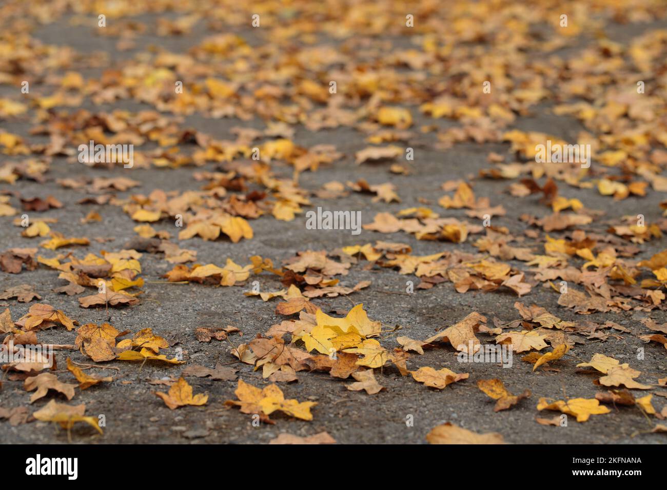 Maple leafs on a tarred ground Stock Photo - Alamy