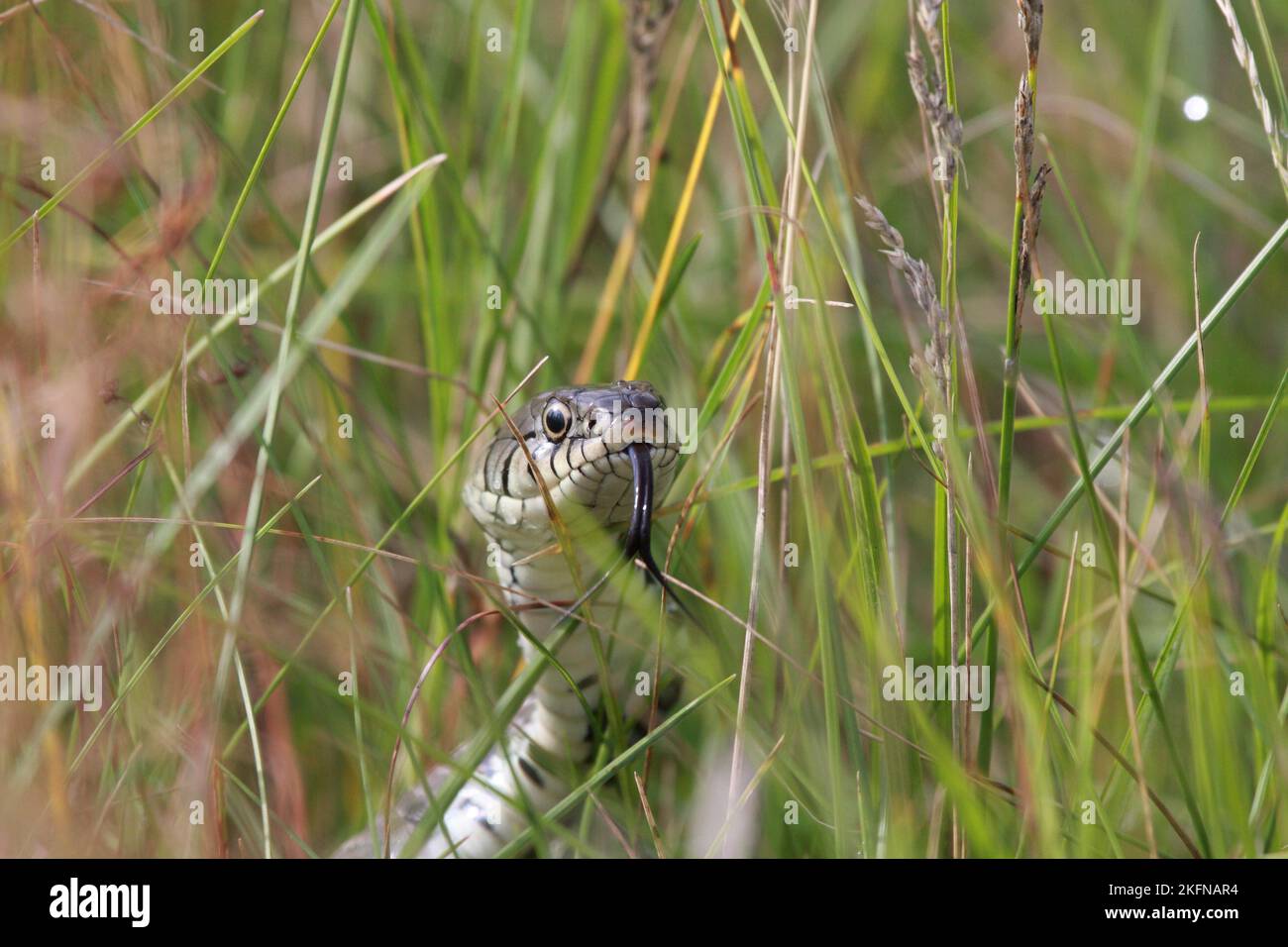 grass snake in the grass sniffing with its tongue Stock Photo - Alamy