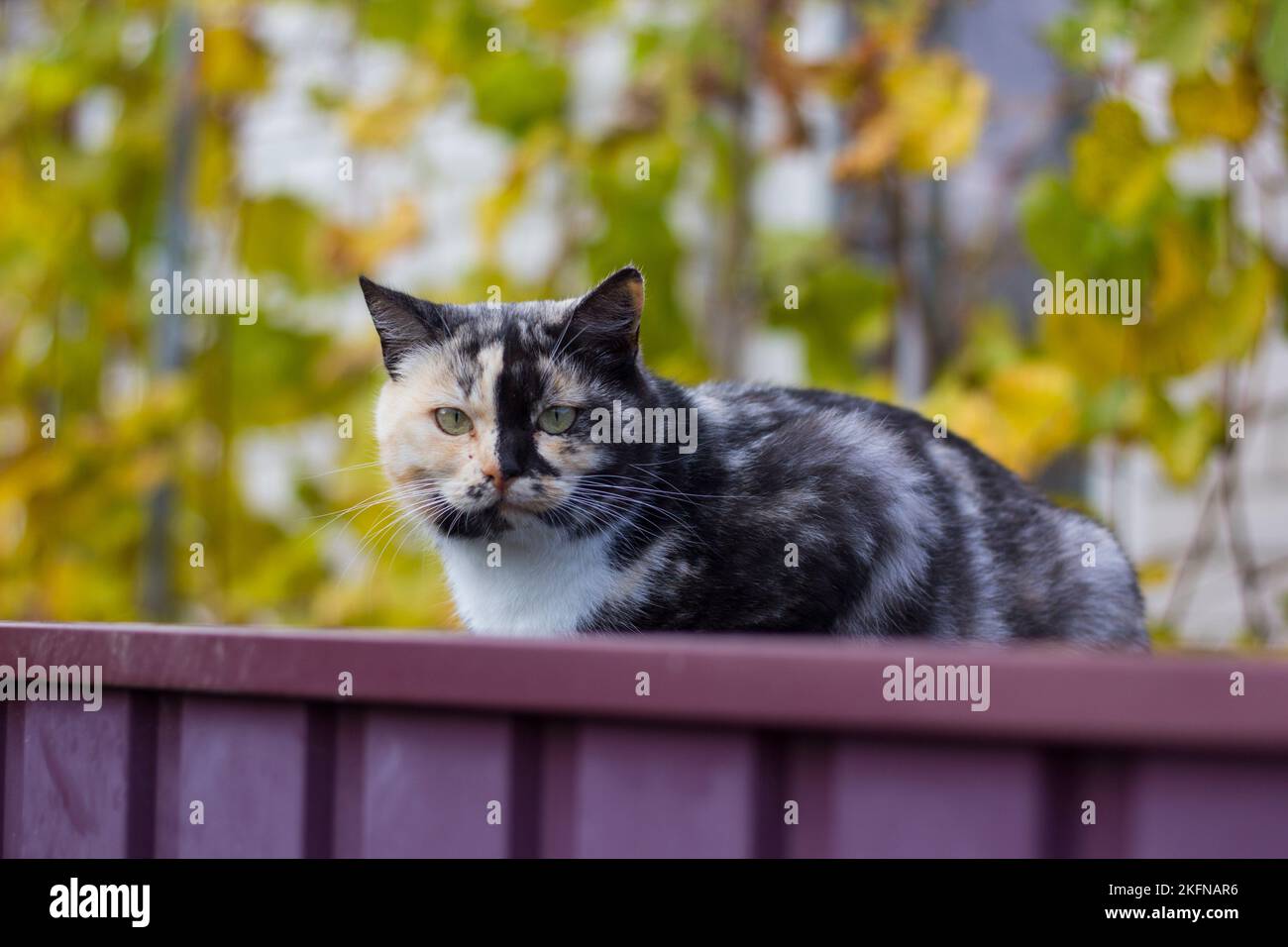 Beautiful multi-colored cat sits on a fence close-up Stock Photo - Alamy