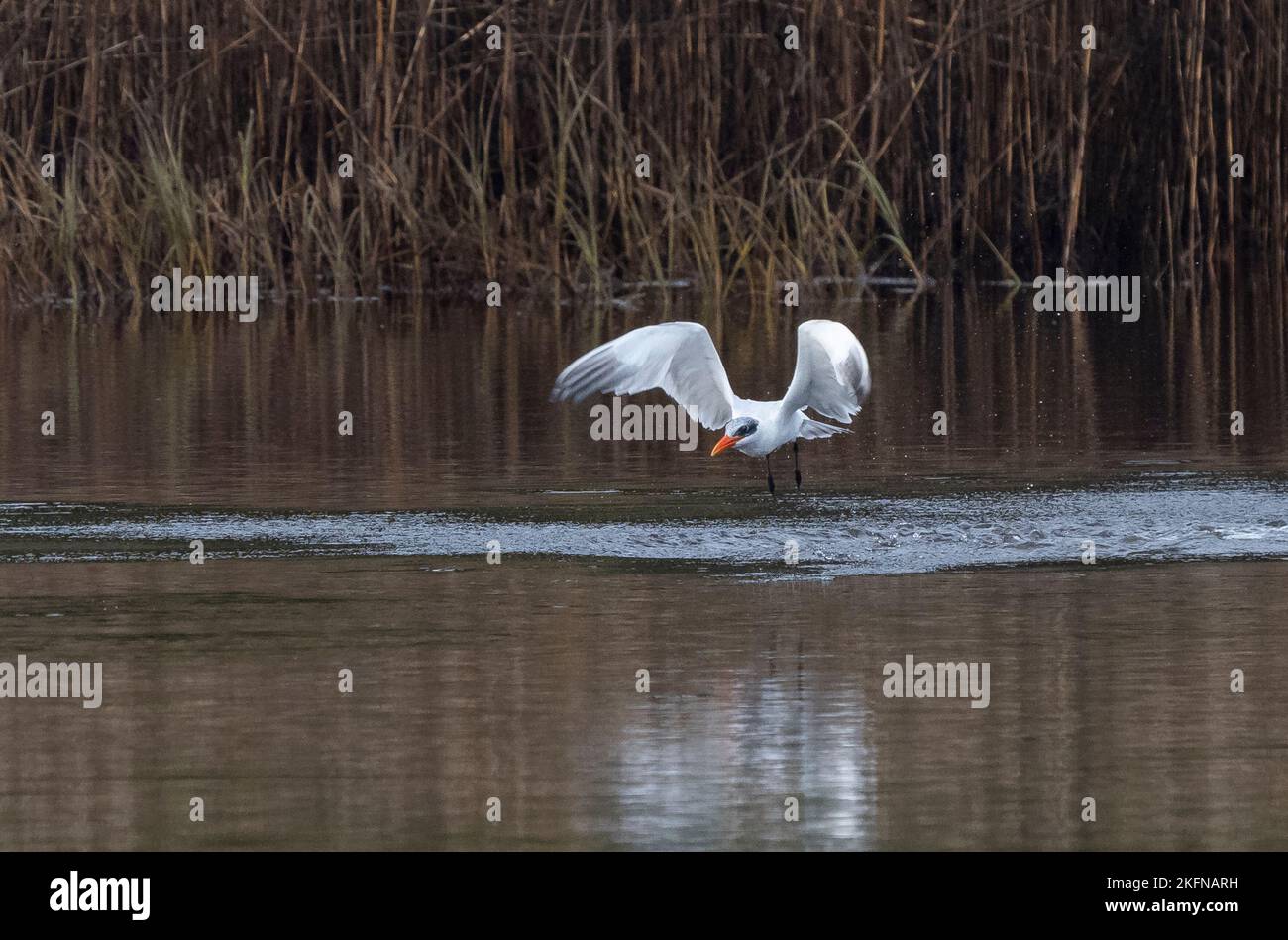 Caspian tern hydroprogne caspia hi-res stock photography and images - Alamy