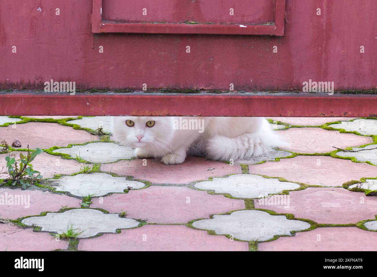 Cat hiding behind a fence close-up Stock Photo - Alamy