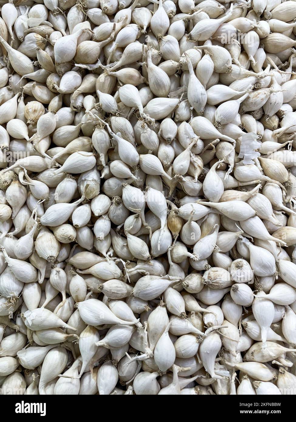 bulk of fresh small garlic.this photo was taken from bangladesh Stock ...
