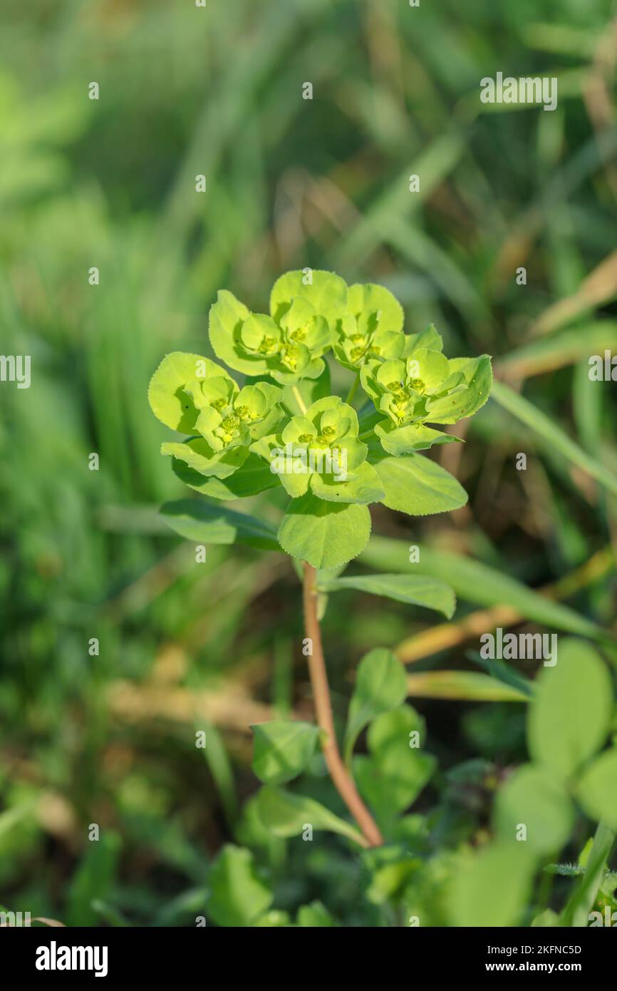 Inflorescense of sun spurge (Euphorbia helioscopia Stock Photo - Alamy