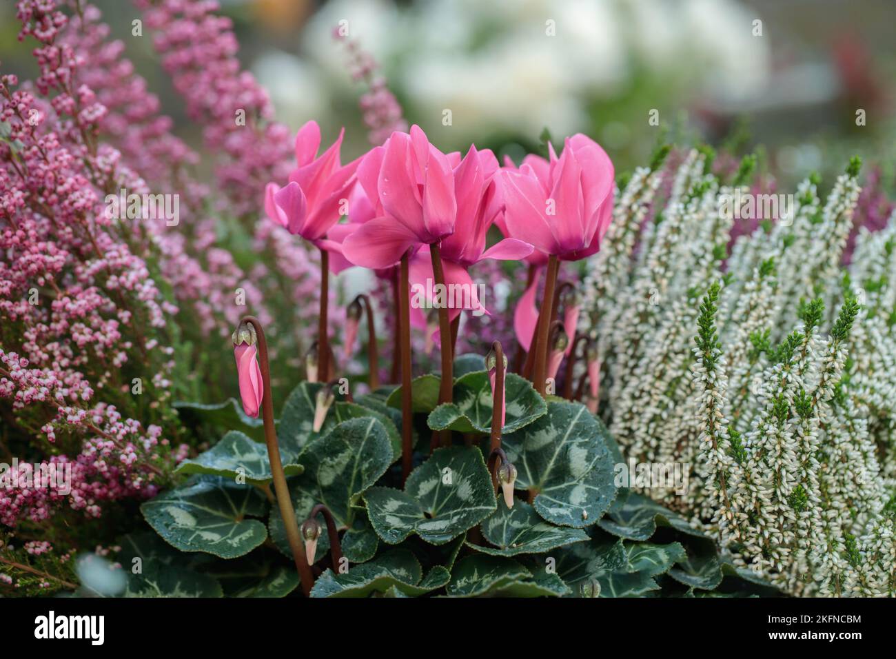 Pink cyclamen flowers with heather as grave decoration Stock Photo - Alamy
