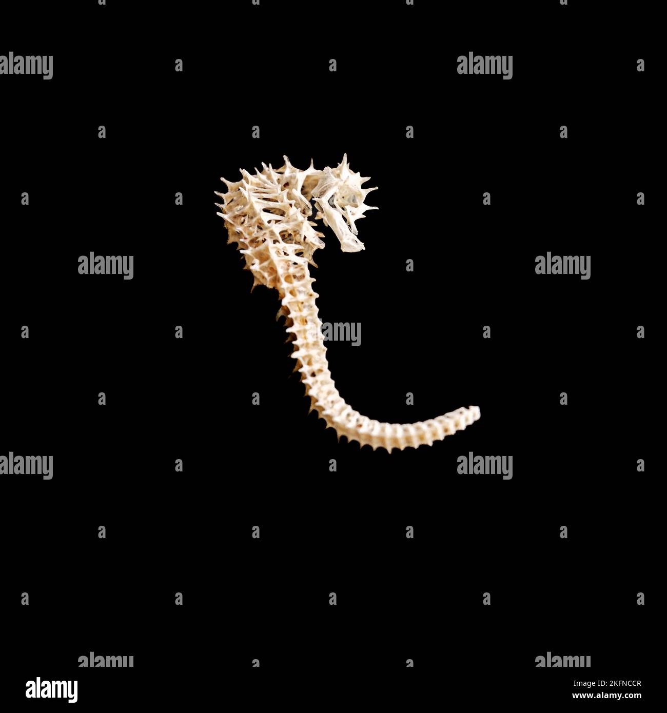 Seahorse anatomy hi-res stock photography and images - Alamy