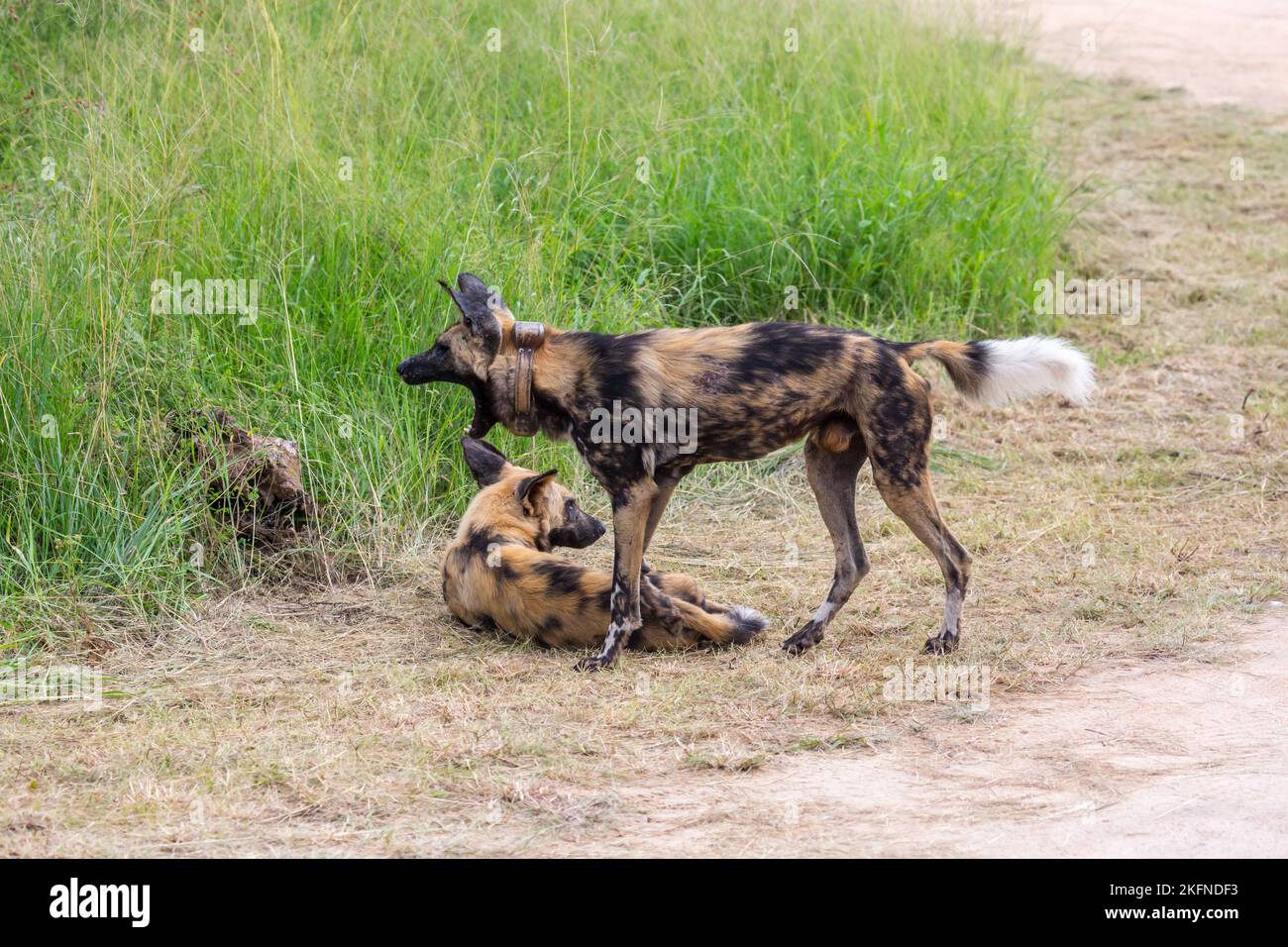 African Wild Dog (Lycaon pictus) pack in Kruger National Park, South ...