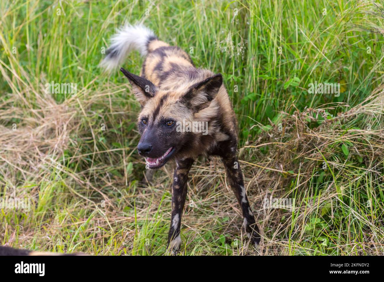 African Wild Dog (Lycaon pictus) pack in Kruger National Park, South ...