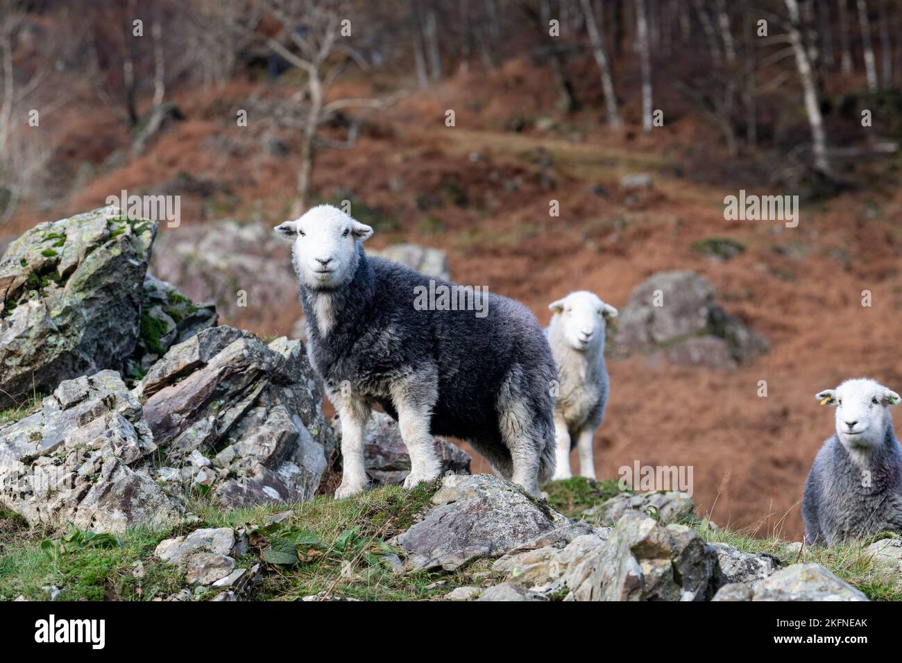 Herdwick sheep, a hardy hill breed, on mountains in Seathwaite in the ...