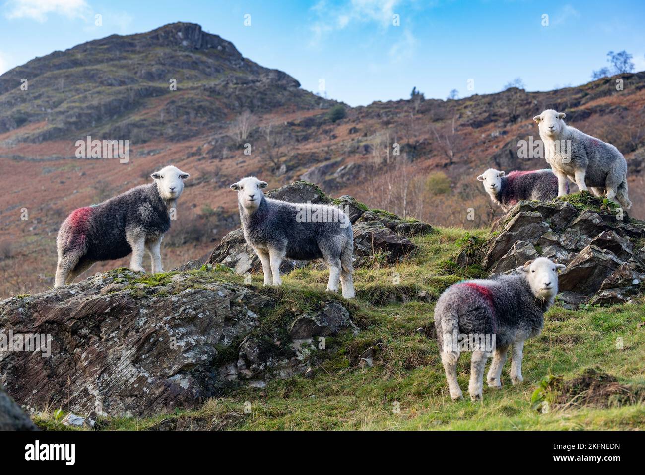 Hardy sheep breed hi-res stock photography and images - Alamy