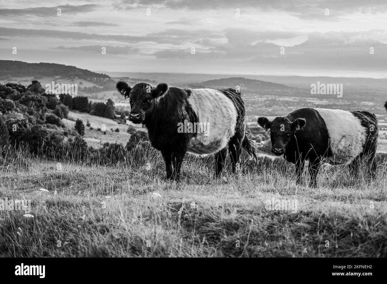 Herd of grazing cows Black and White Stock Photos & Images - Alamy