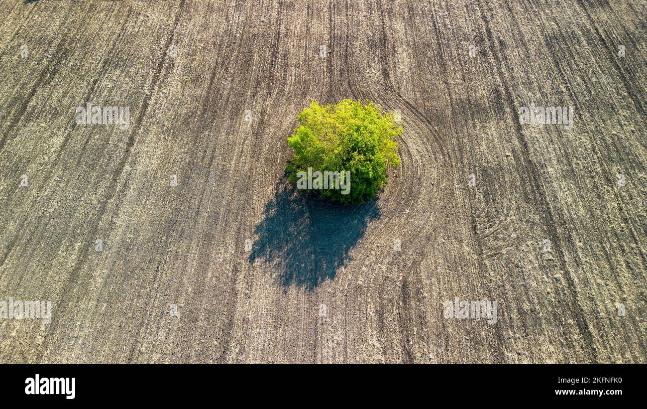 An aerial shot of a green round tree surrounded by field - perfect for ...