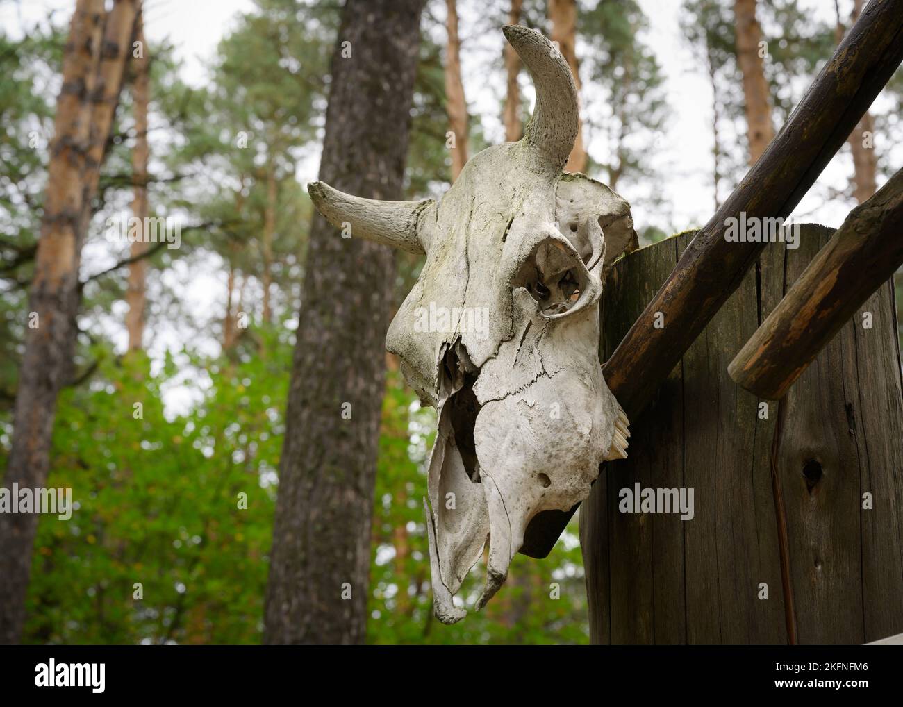 The skull of a horned animal as a traditional detail at the entrance to ...