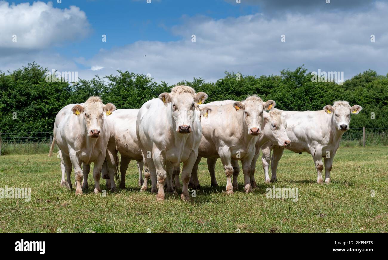 Herd of white British Blue beef heifers on a well grazed pasture ...