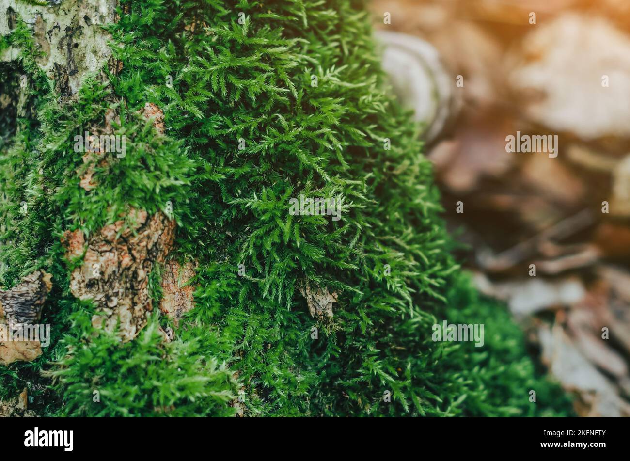 Green moss. Modern eco friendly decor made of colored stabilized moss ...