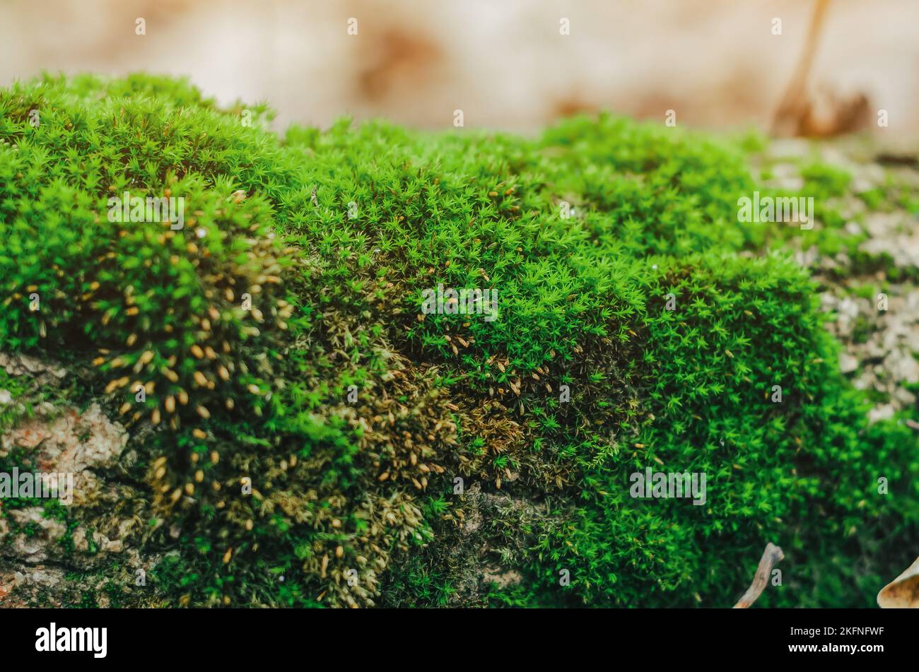 Green moss. Modern eco friendly decor made of colored stabilized moss ...