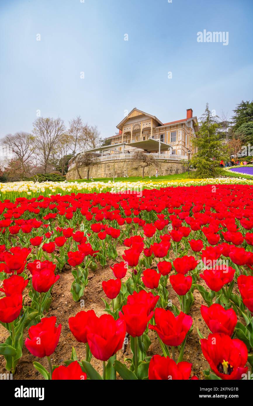 Sari Kosk or Yellow Pavilion in Emirgan Park with red tulips in the spring. Travel to Istanbul ...