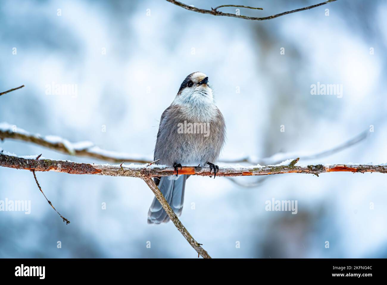 Canada jay perisoreus canadensis hi-res stock photography and images ...