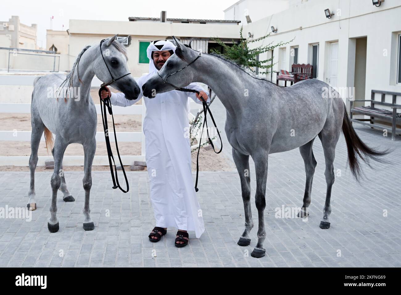 Al Ruwais, Qatar. 19th Nov, 2022. Fahid Mohamed, horse breeder, shows ...