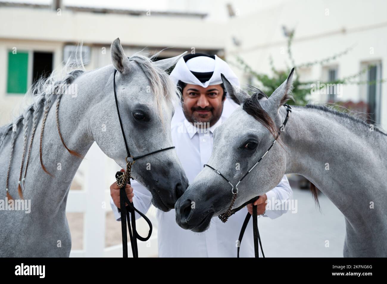 Al Ruwais, Qatar. 19th Nov, 2022. Fahid Mohamed, horse breeder, shows ...