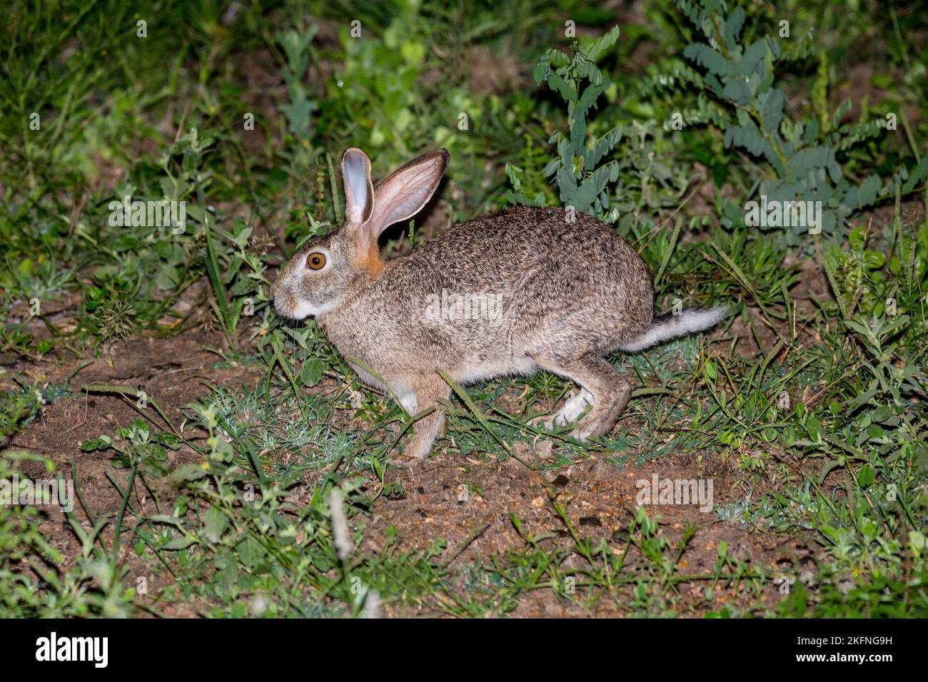 Scrub Hare (Lepus saxatilis) in Kruger National Park, South Africa ...