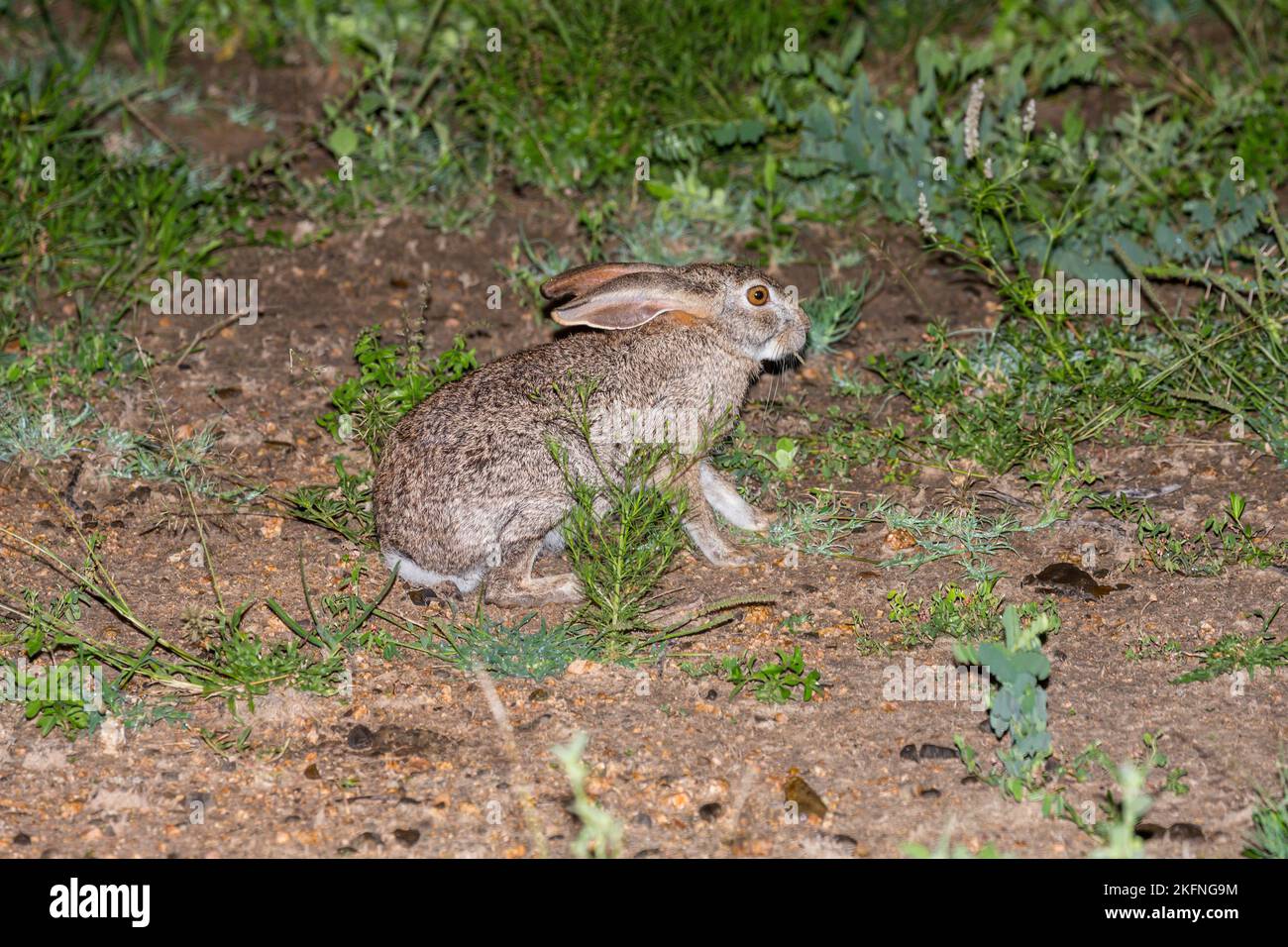 Scrub Hare (Lepus saxatilis) in Kruger National Park, South Africa ...