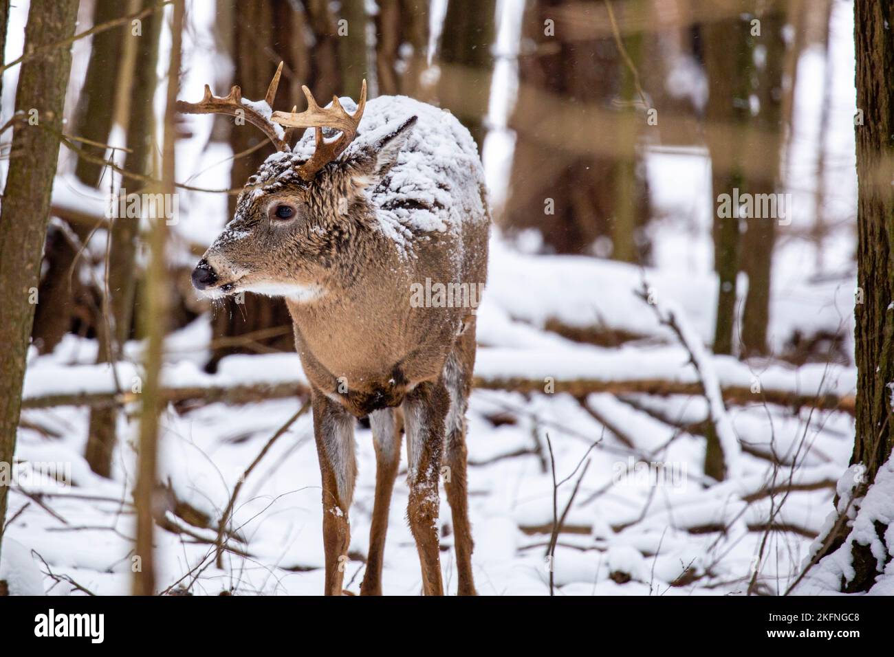 White-tailed deer buck (odocoileus virginianus) covered with snow in ...