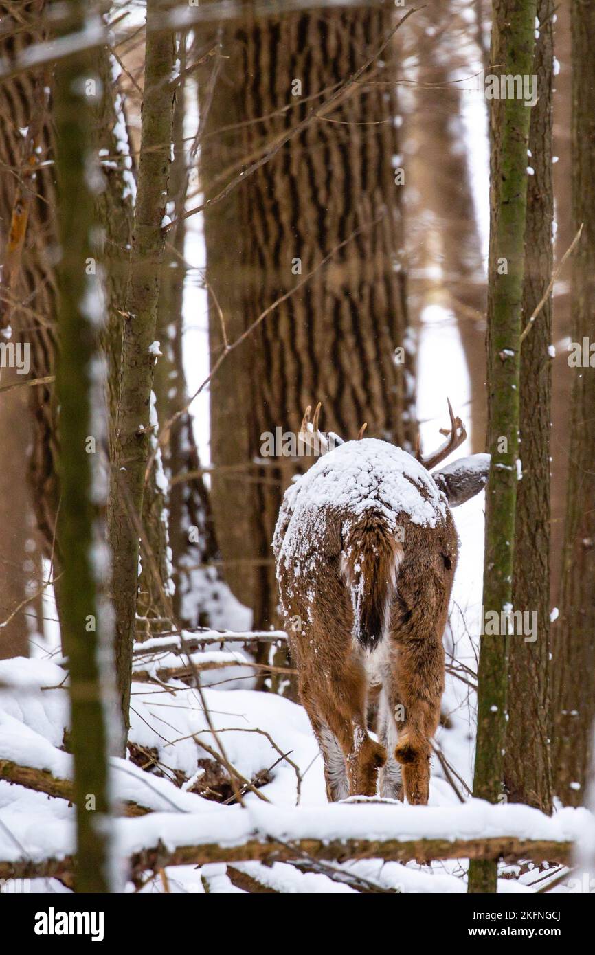 White-tailed deer buck (odocoileus virginianus) covered with snow ...