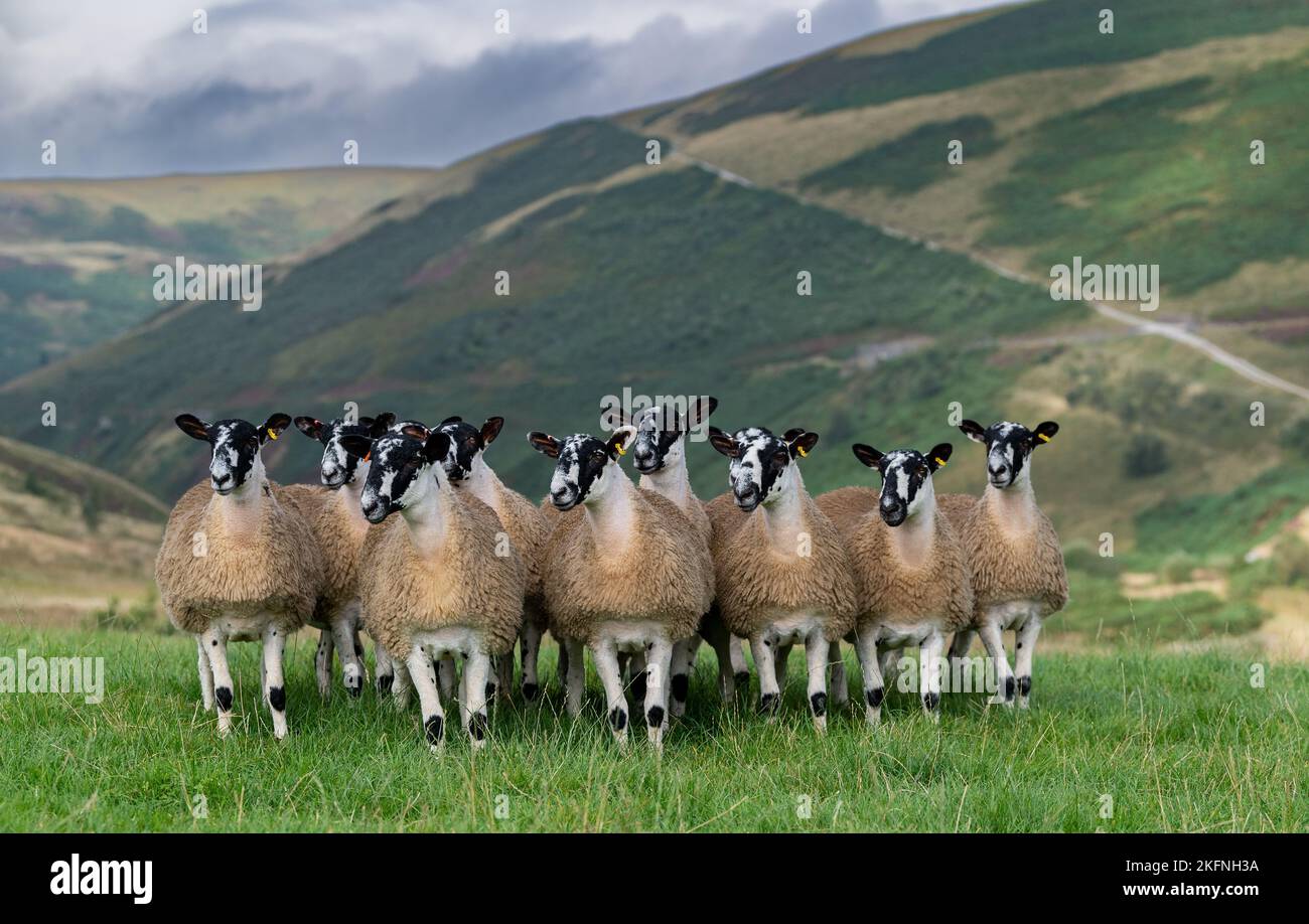 North of England Mule gimmer lambs ready for autumn breeding sales ...
