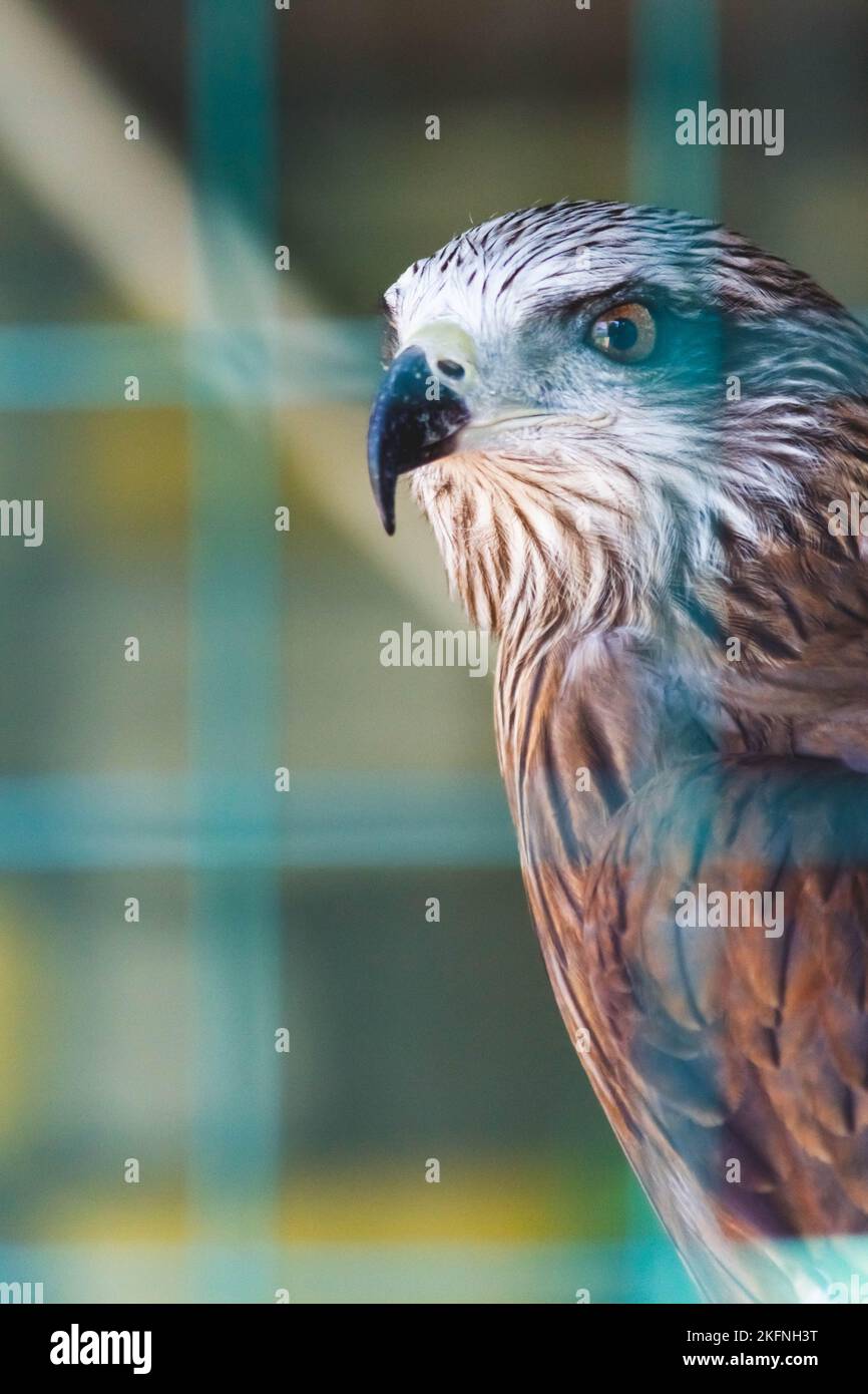 American eagle at the zoo. Hawk in captivity. Bird of the hawk family ...