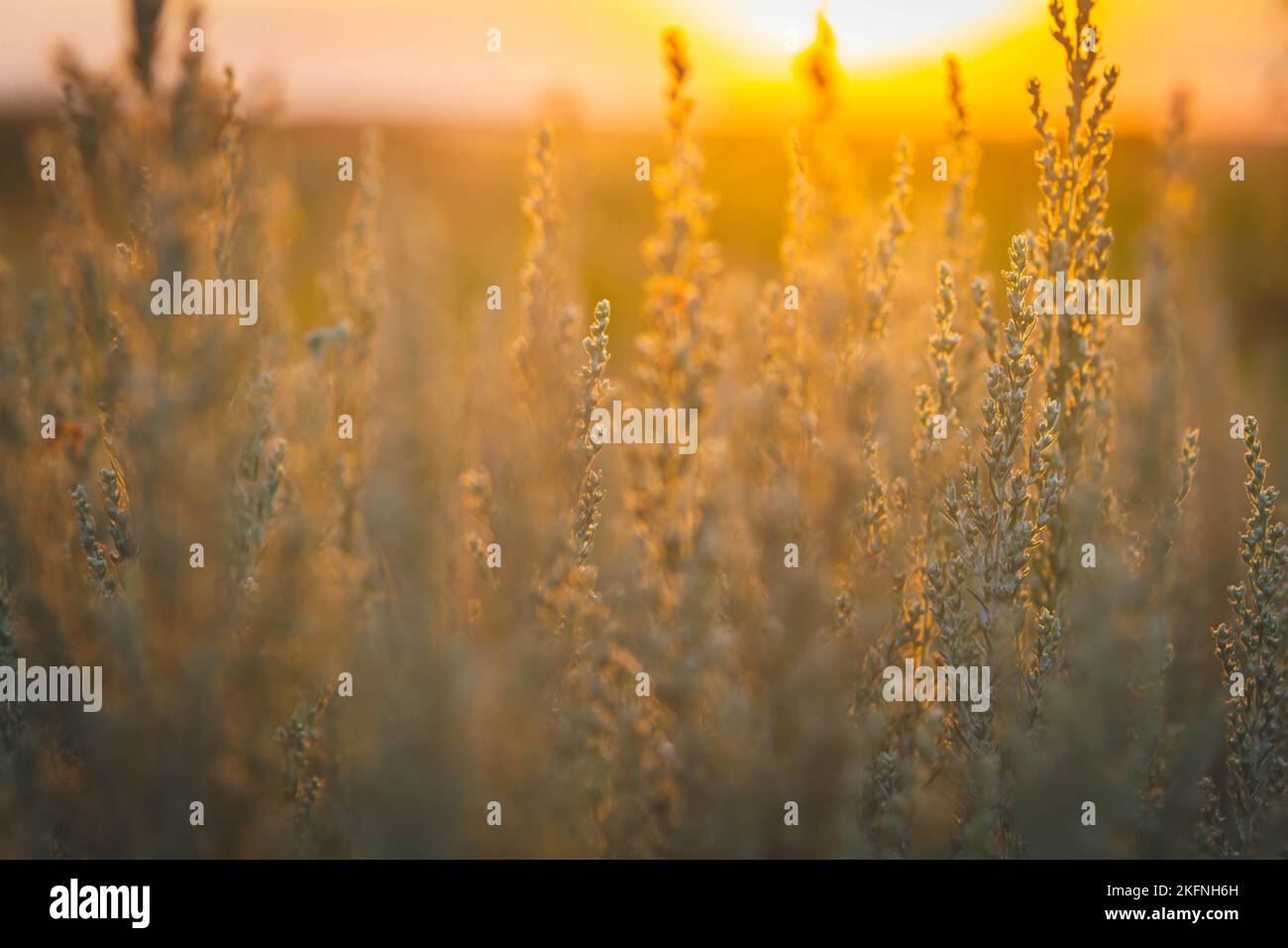 Outlines of grass against backdrop of bright setting sun. Outline of steppe plants against ...