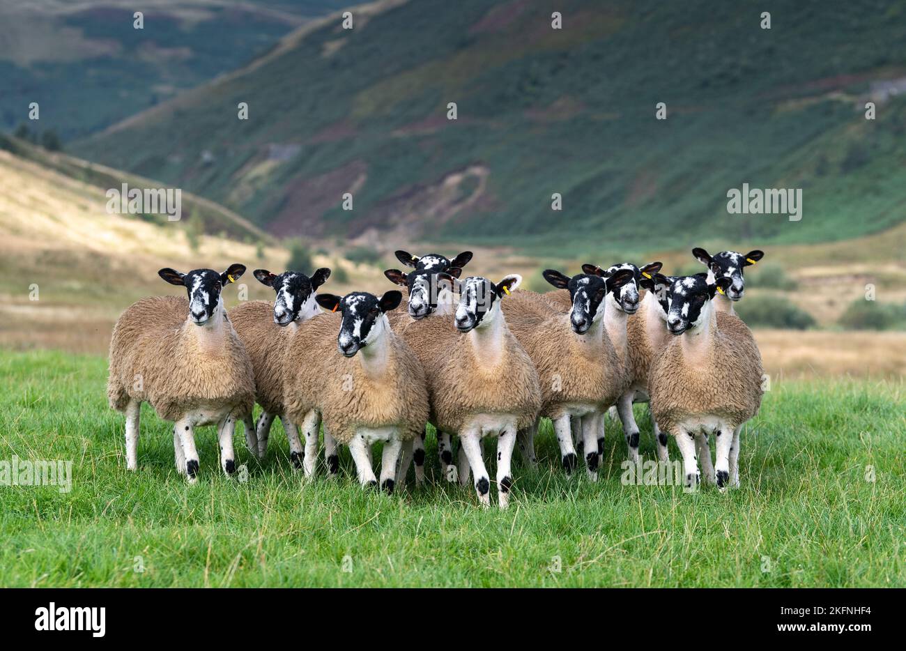 North of England Mule gimmer lambs ready for autumn breeding sales ...