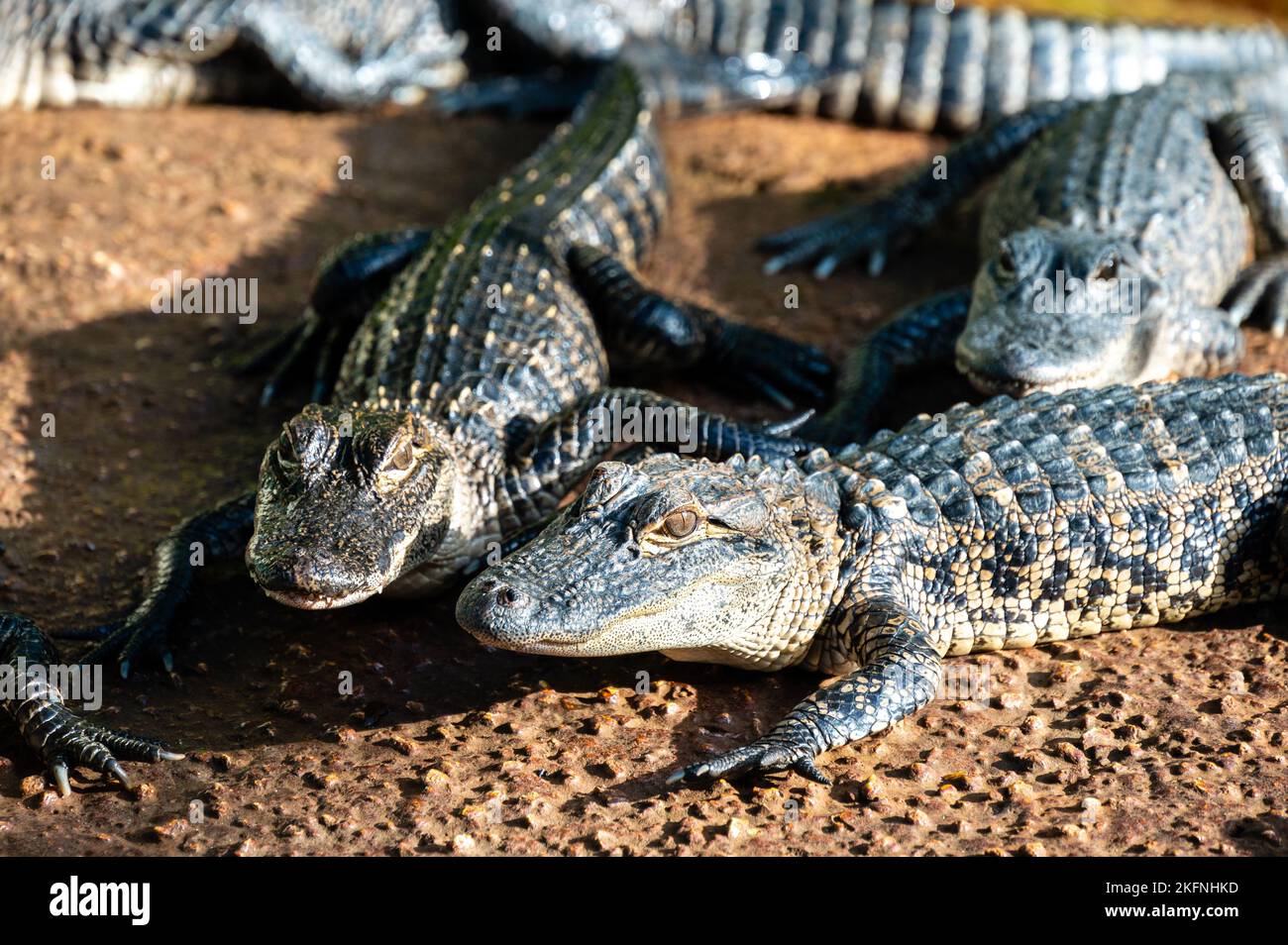 Baby crocodiles resting together on a farm Stock Photo - Alamy