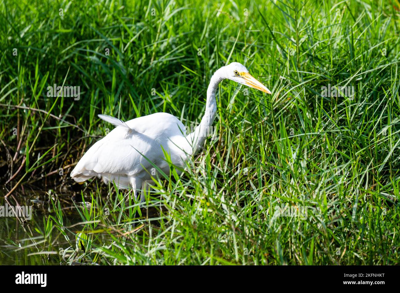 Great egret hunting in grass Stock Photo - Alamy