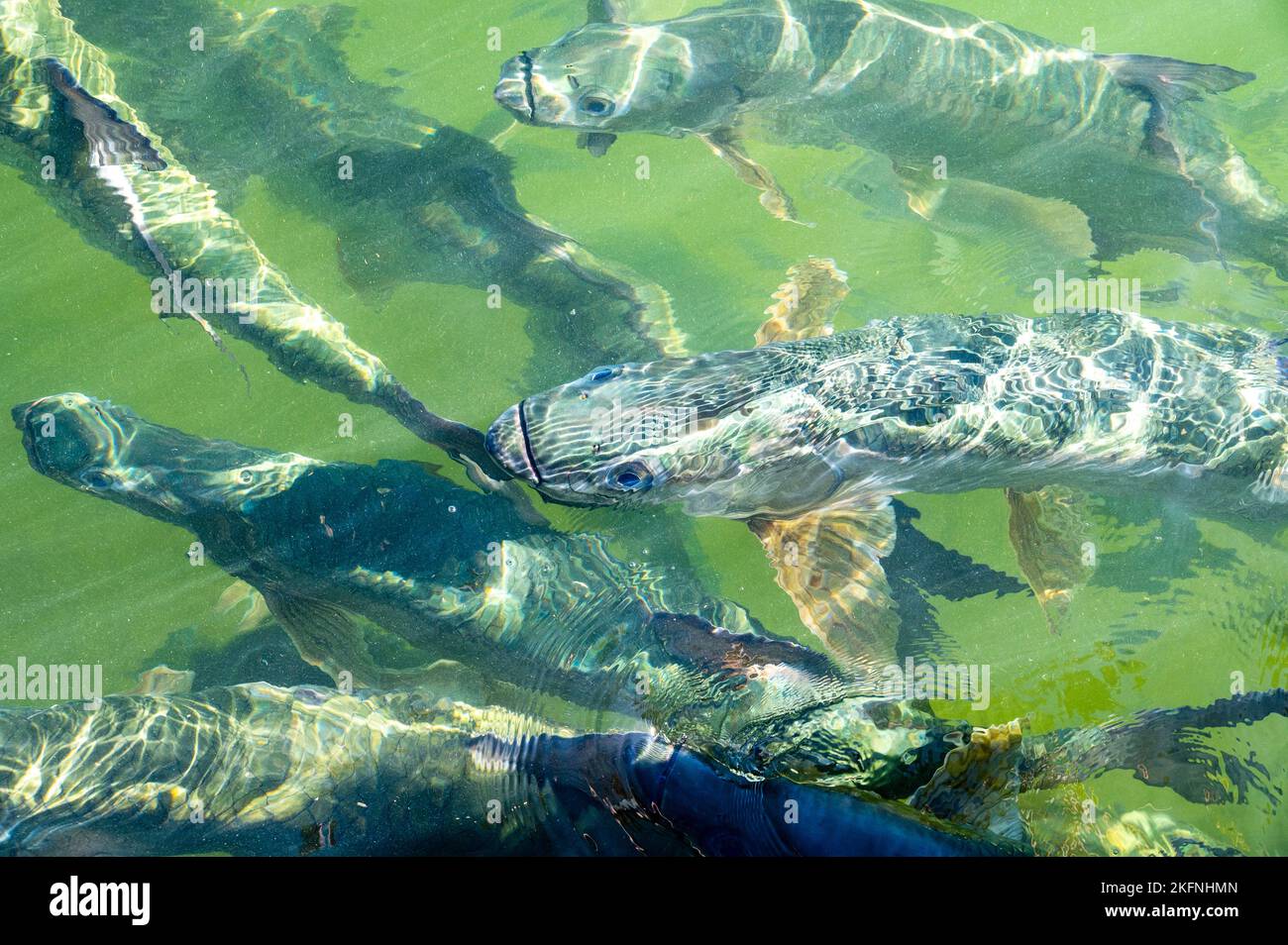 Florida Keys Tarpon Islamorada Feeding Stock Photo - Alamy
